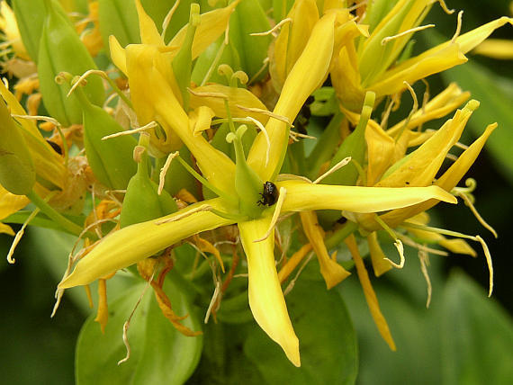 Chránené rastliny - Horec žltý :: 3tiaci - spod Lomničáku